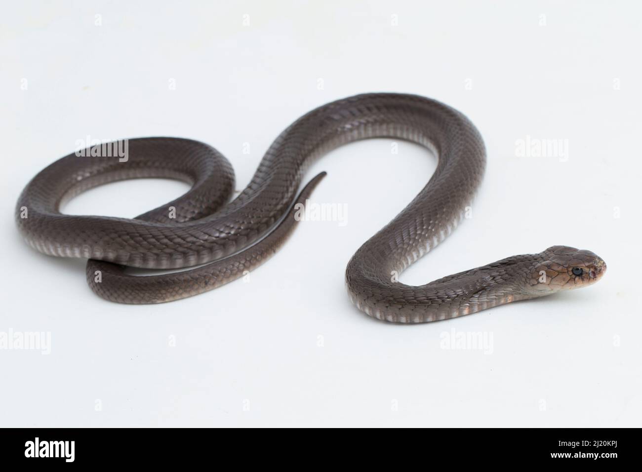 The Javan spitting cobra (Naja sputatrix) isolated on white background ...