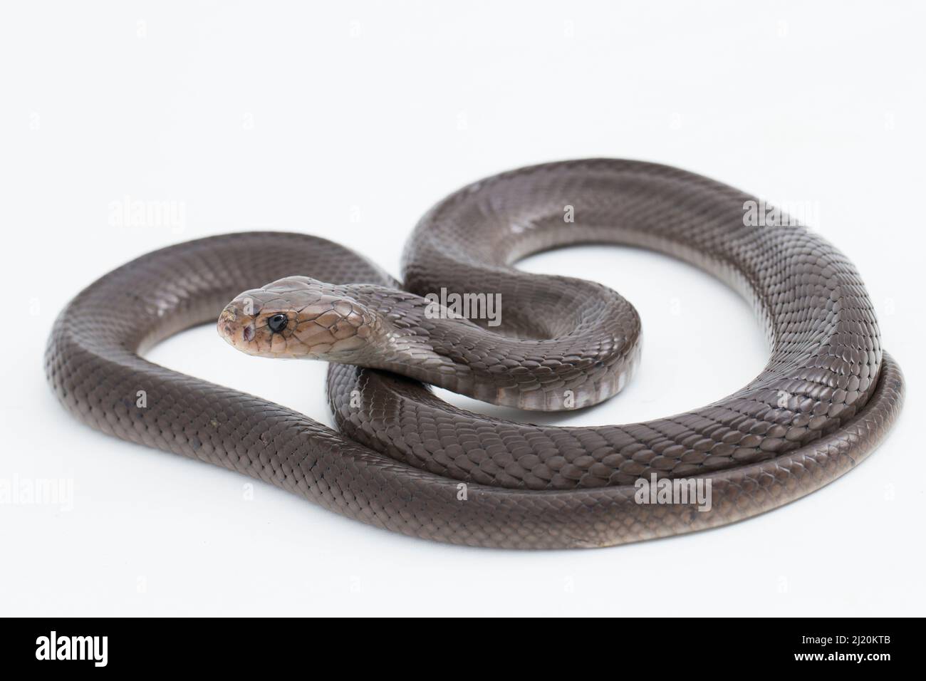 The Javan spitting cobra (Naja sputatrix) isolated on white background ...