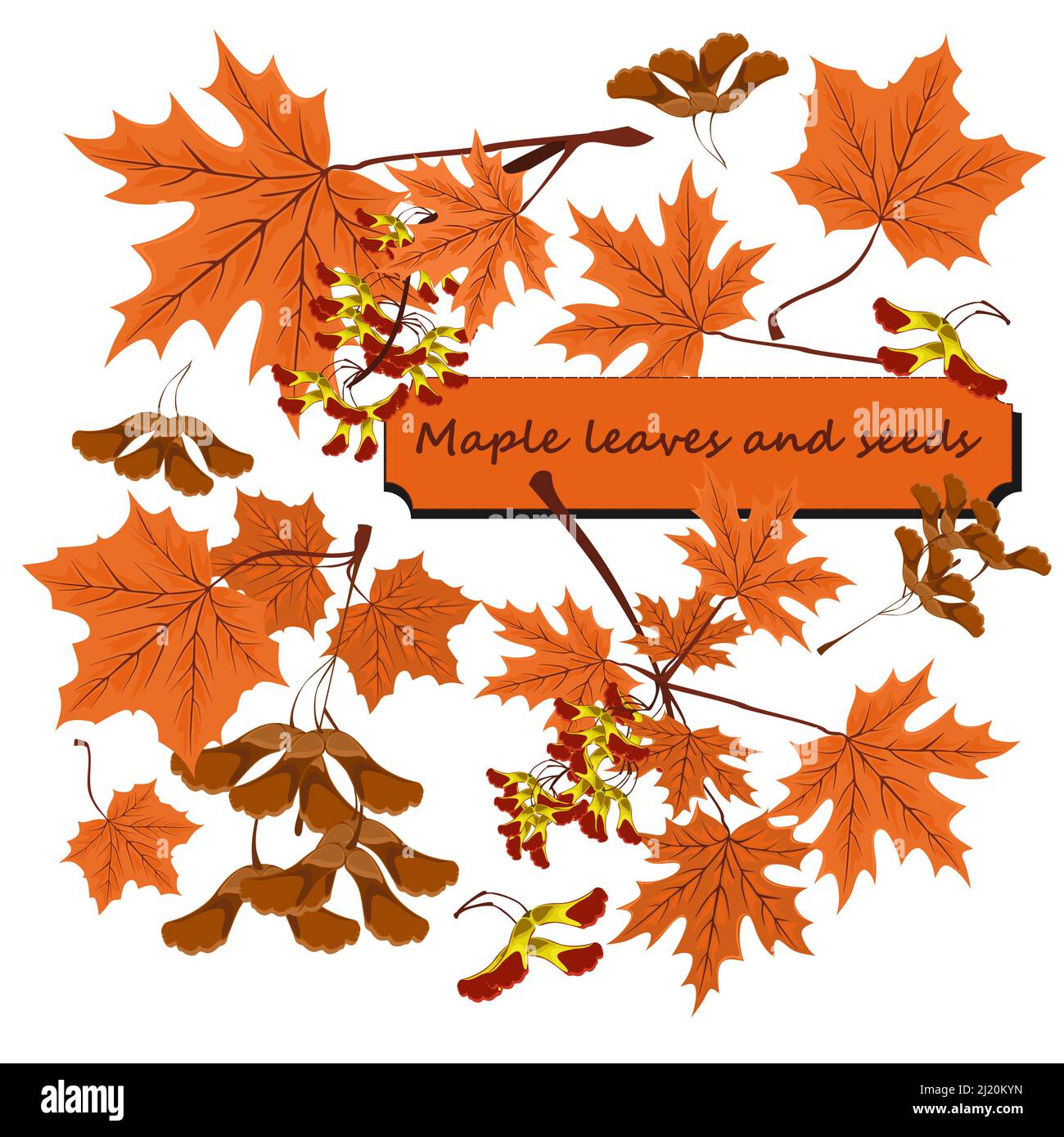 Branch, seeds and leaves of maple. Autumn maple leaves set. Clipart ...