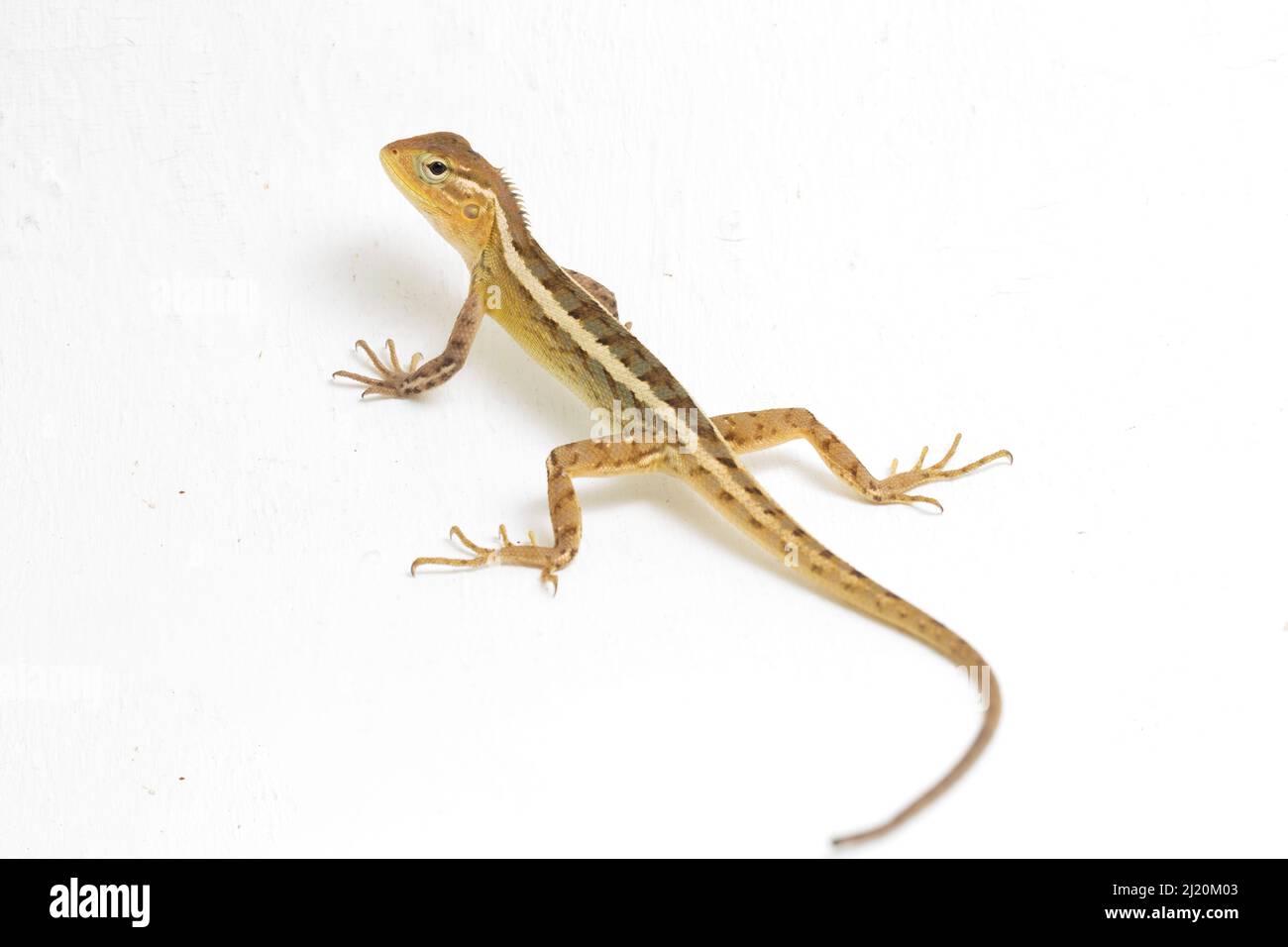 The oriental garden lizard Calotes versicolor isolated on white ...