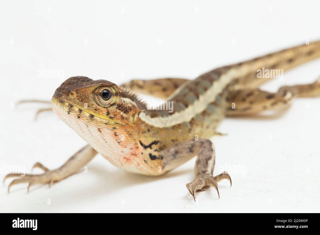 The oriental garden lizard Calotes versicolor isolated on white ...