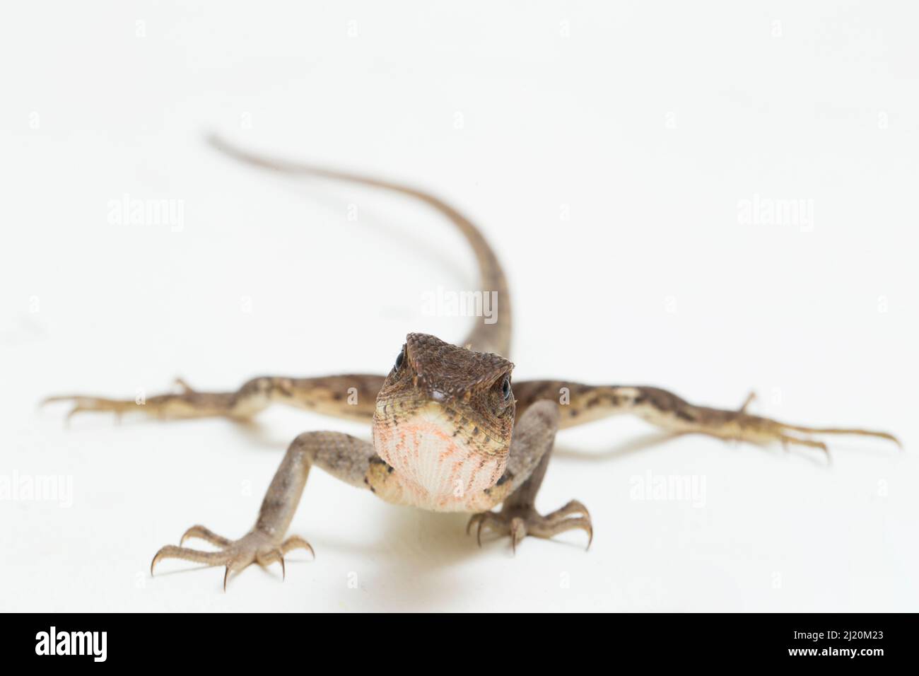 The oriental garden lizard Calotes versicolor isolated on white ...