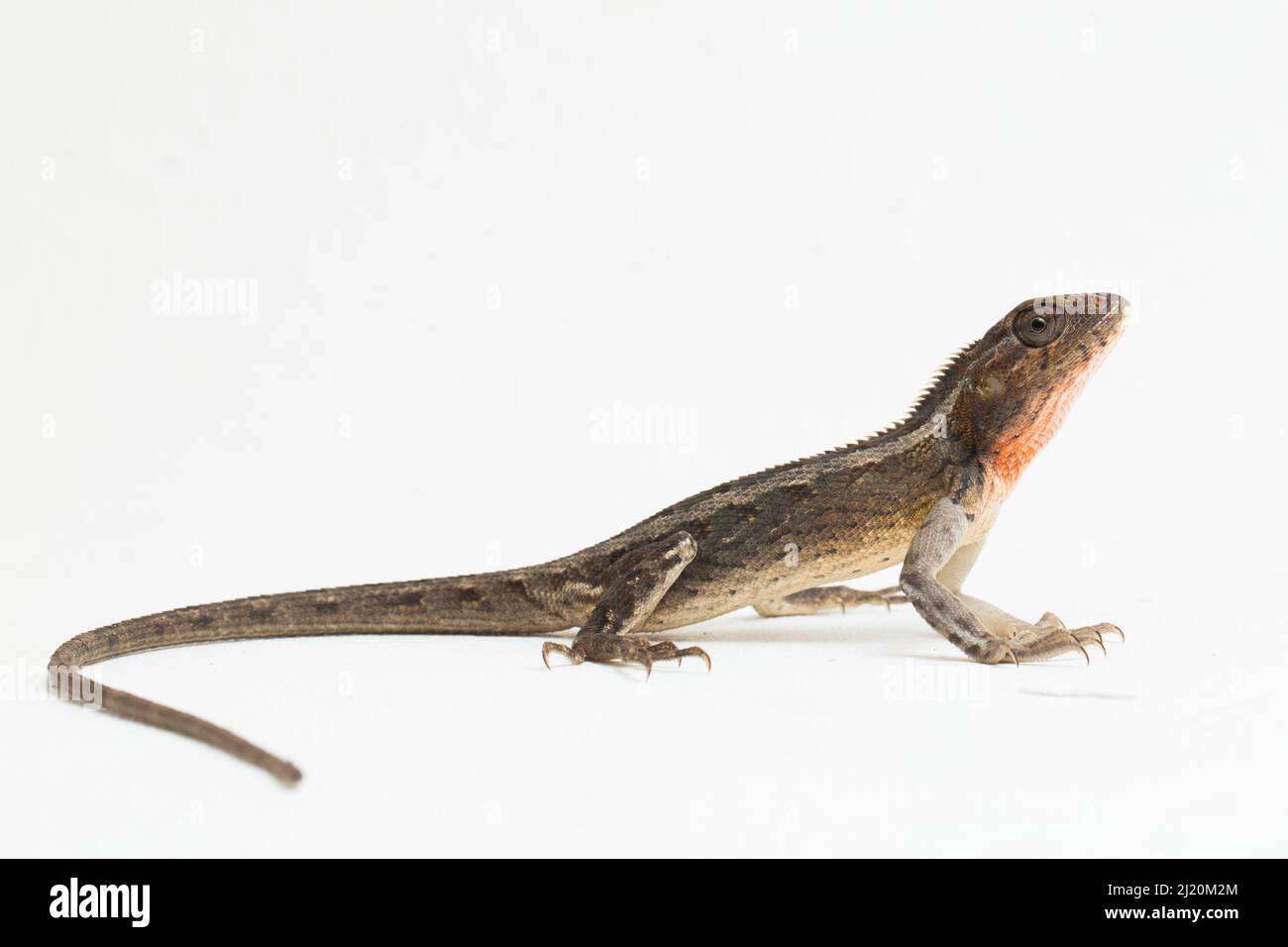 The oriental garden lizard Calotes versicolor isolated on white ...