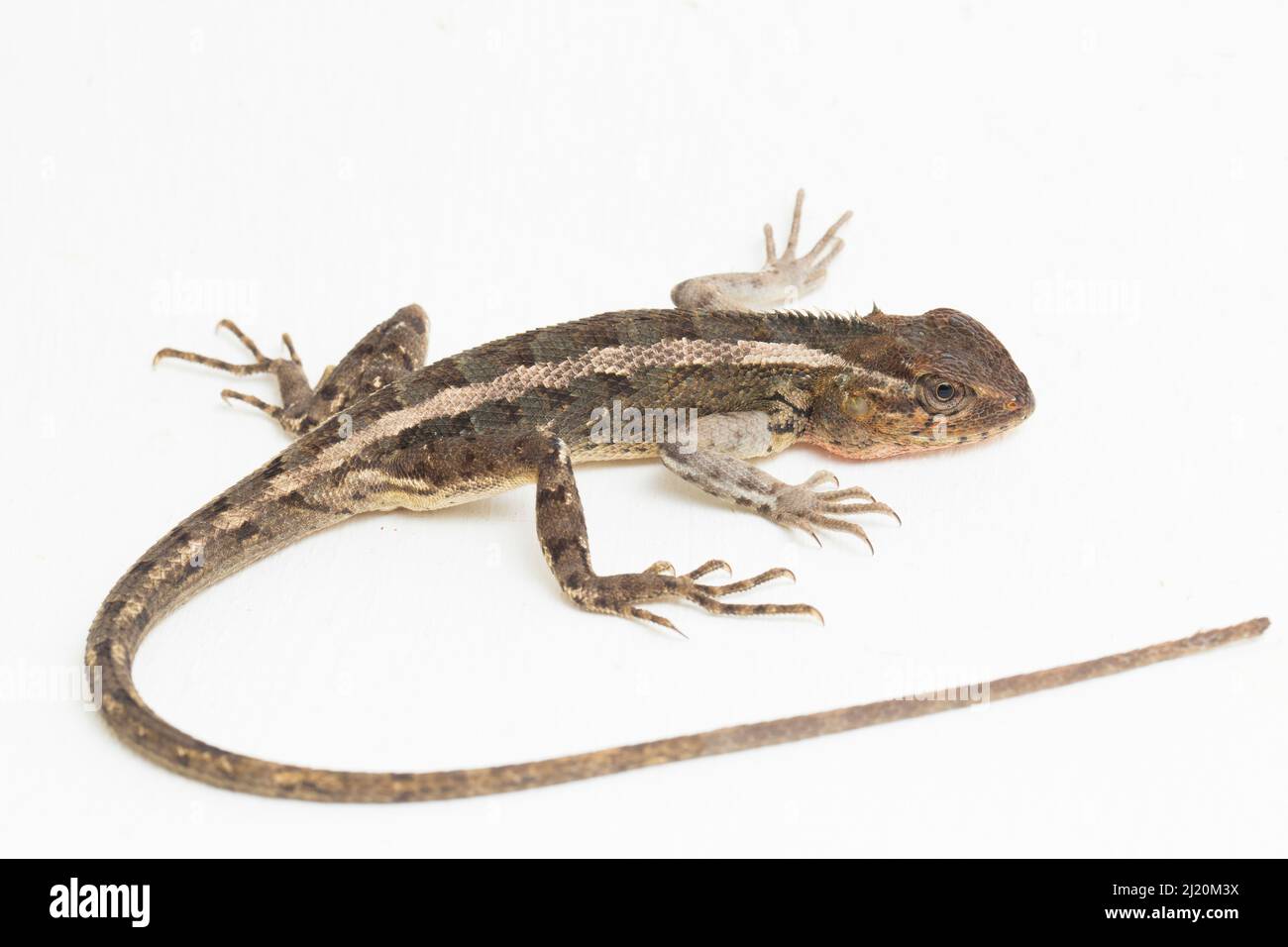 The oriental garden lizard Calotes versicolor isolated on white ...