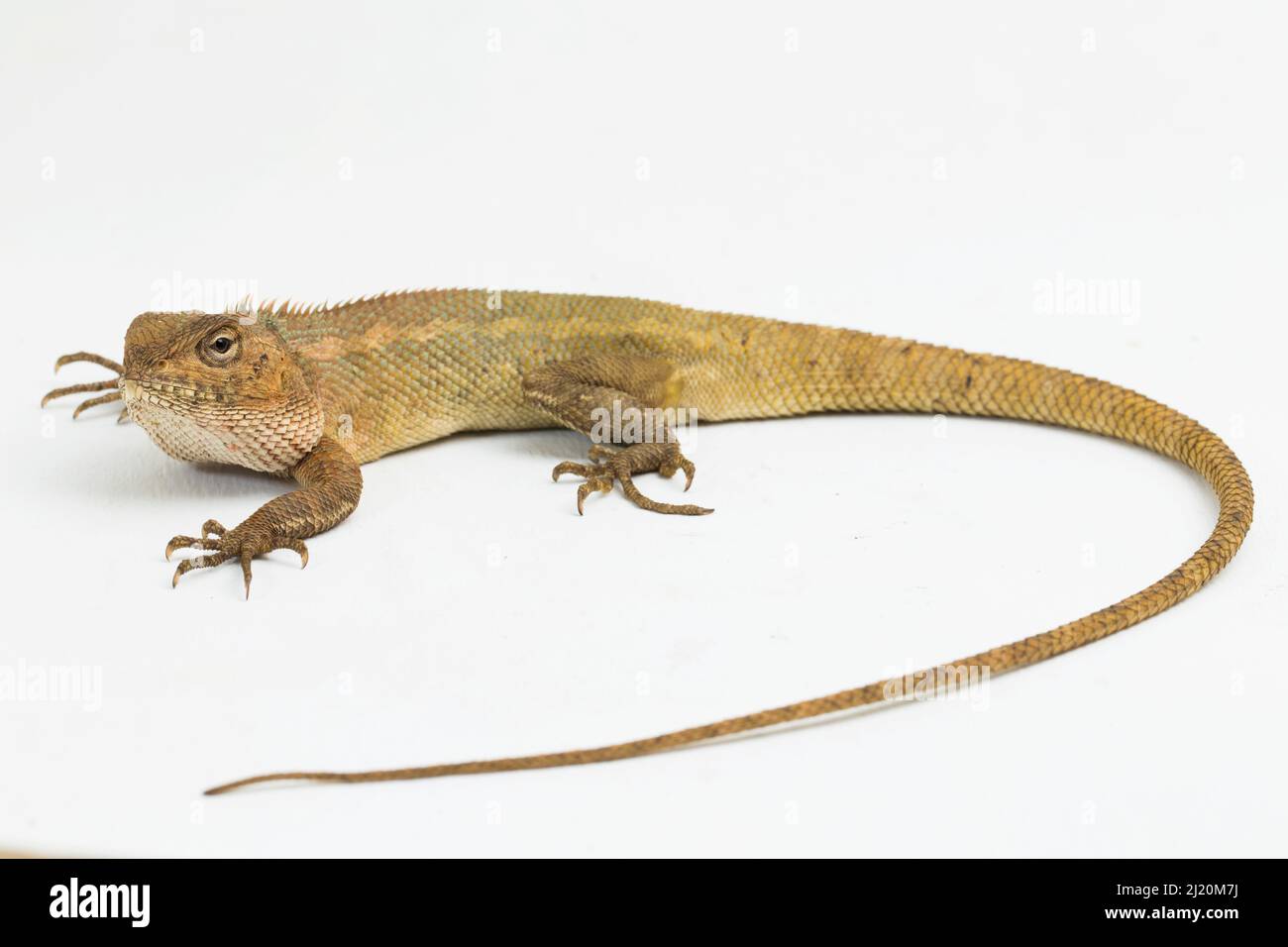 The oriental garden lizard Calotes versicolor isolated on white ...