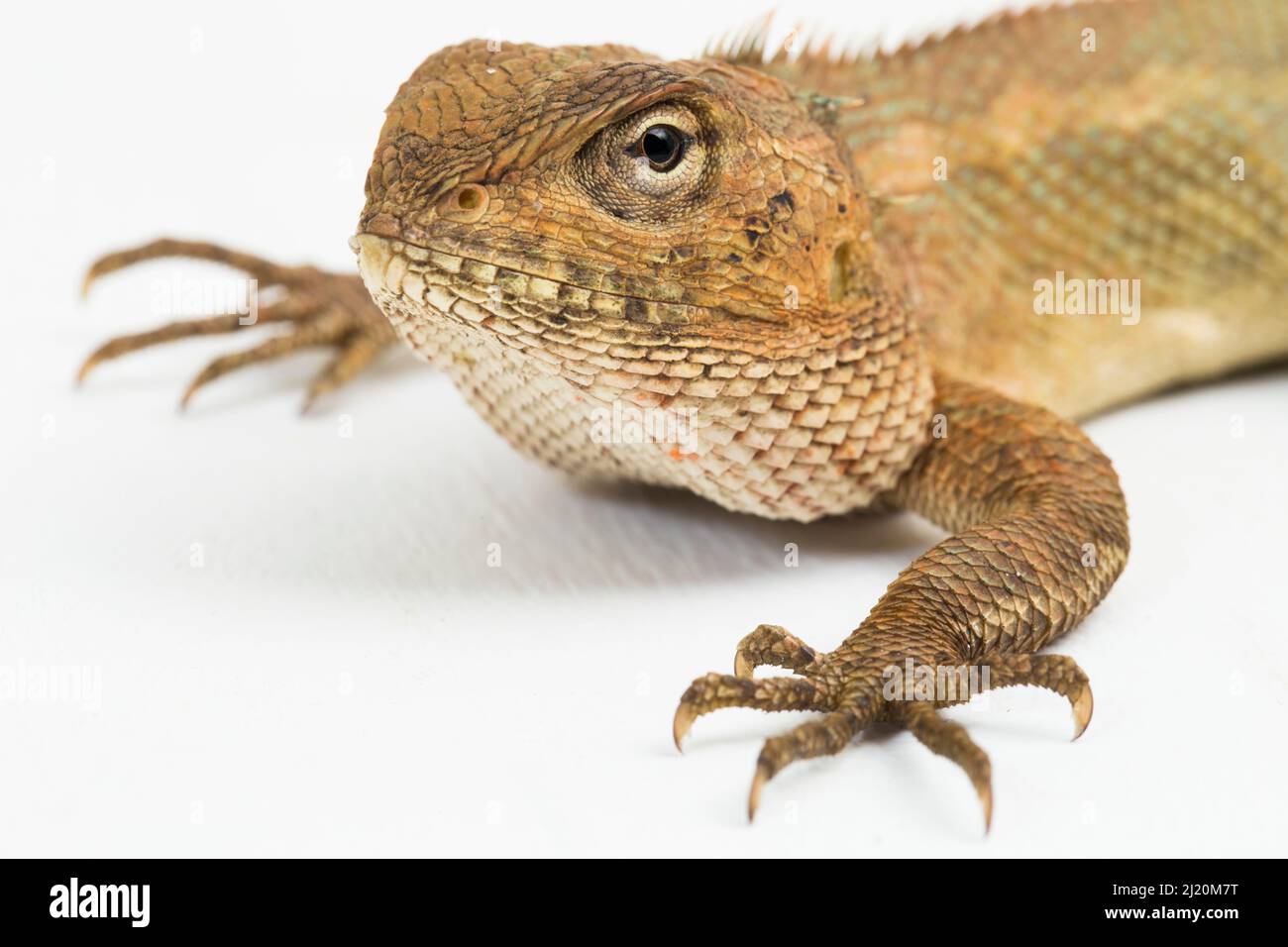The oriental garden lizard Calotes versicolor isolated on white ...