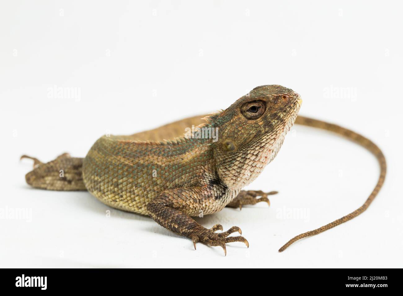 The oriental garden lizard Calotes versicolor isolated on white ...