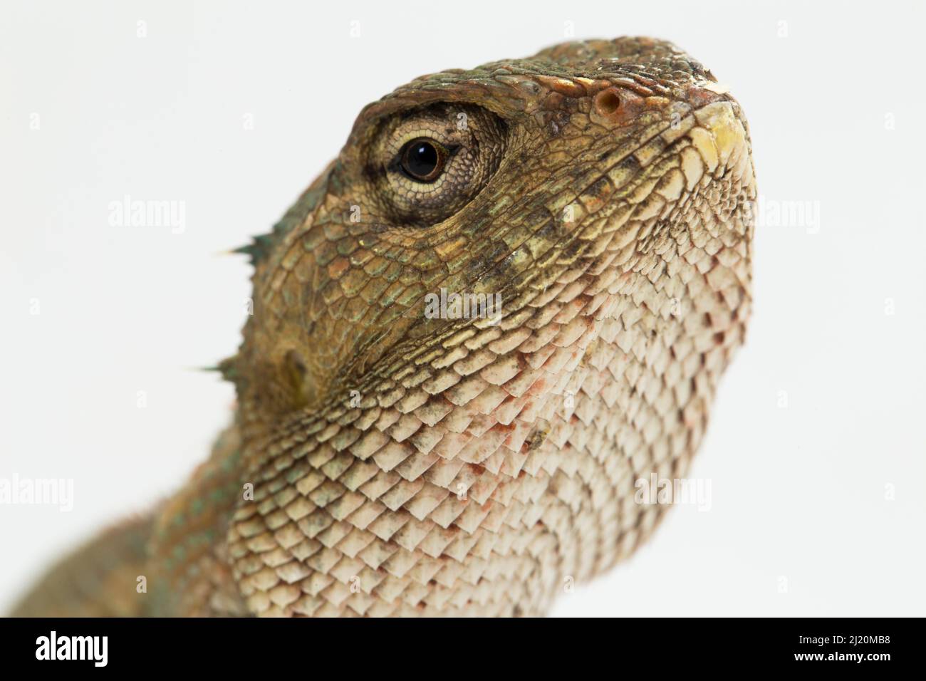The oriental garden lizard Calotes versicolor isolated on white ...