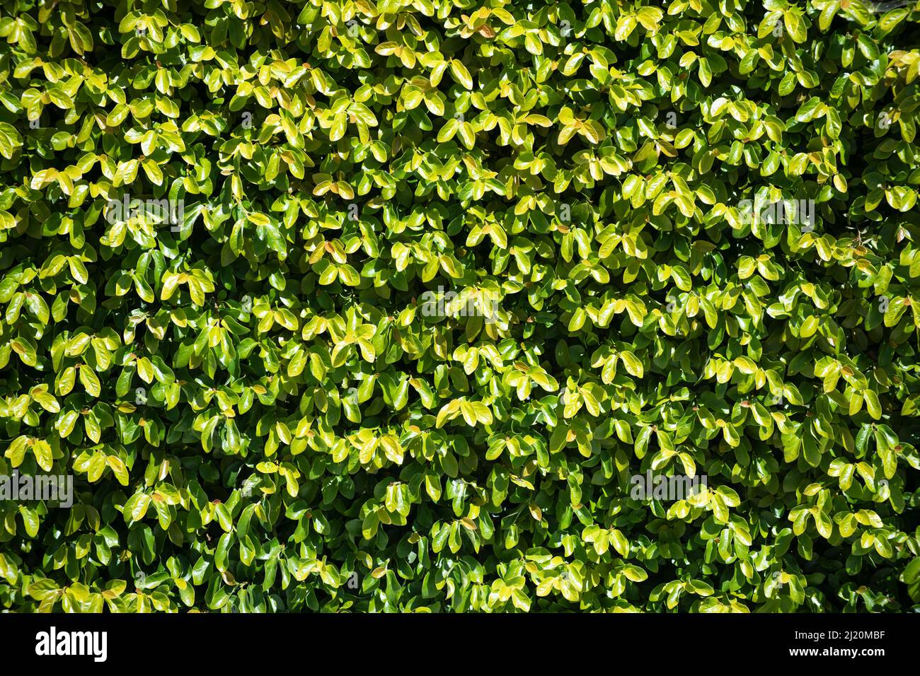 Background of green leaves. Natural texture and background, nature ...