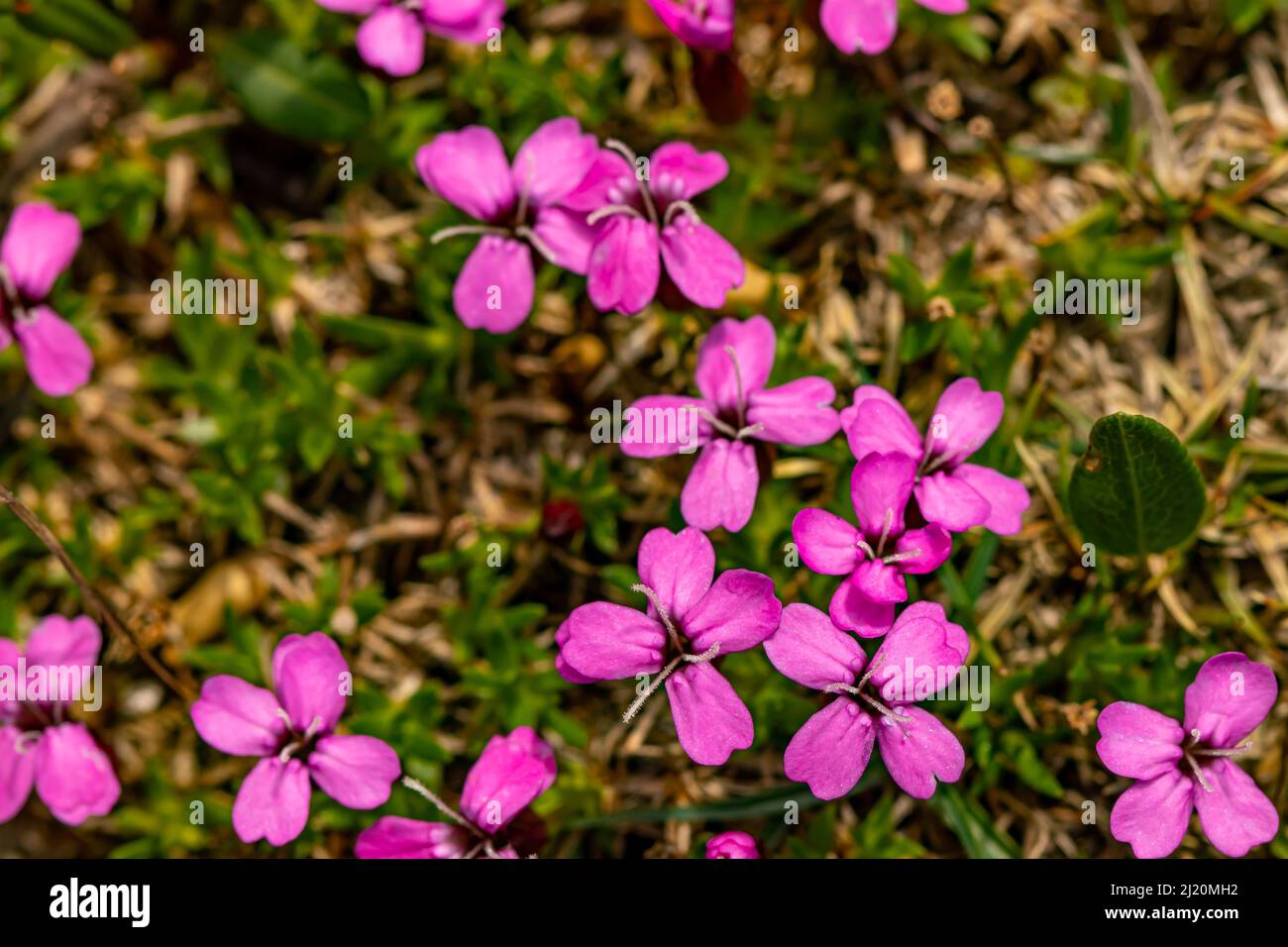 Silene acaulis leaf hi-res stock photography and images - Alamy