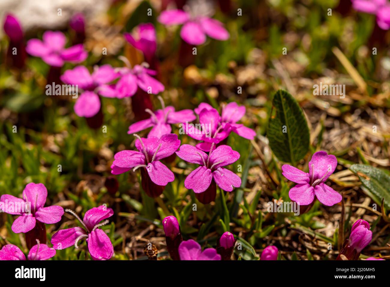 Silene acaulis leaf hi-res stock photography and images - Alamy