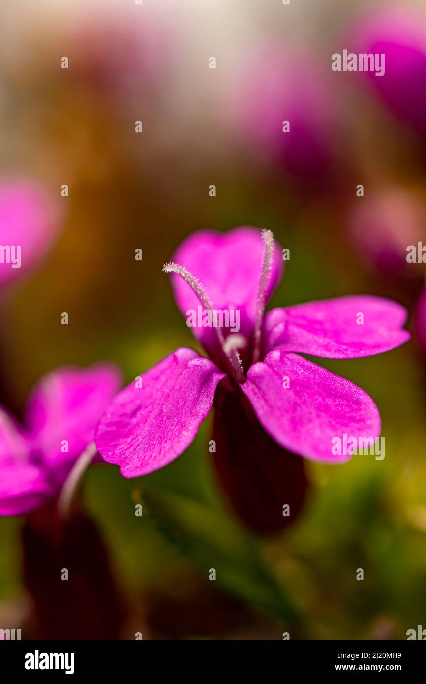 Silene acaulis leaf hi-res stock photography and images - Alamy