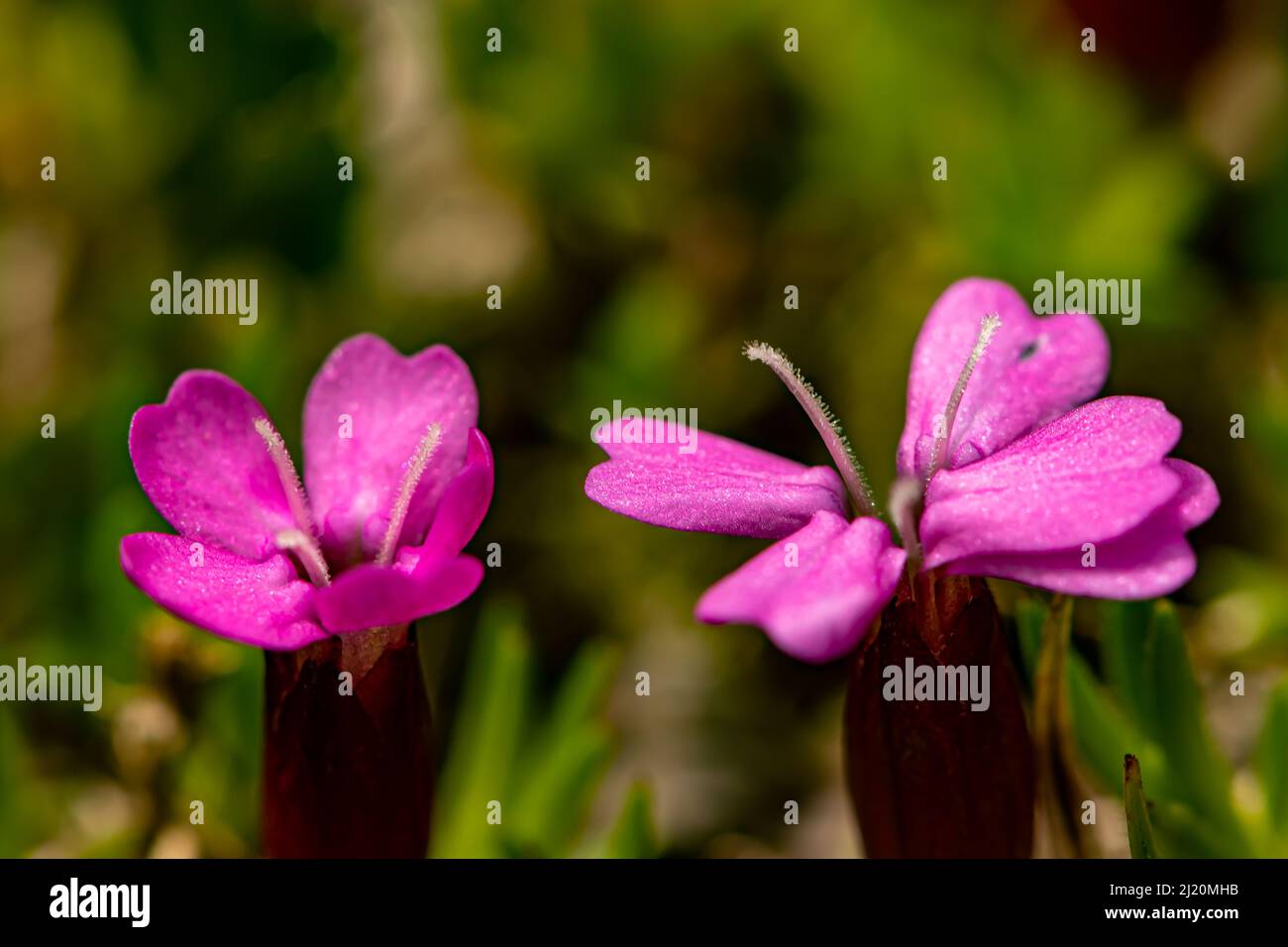 Silene acaulis flower in hi-res stock photography and images - Alamy