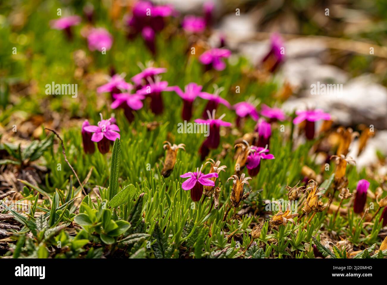 Silene acaulis leaf hi-res stock photography and images - Alamy