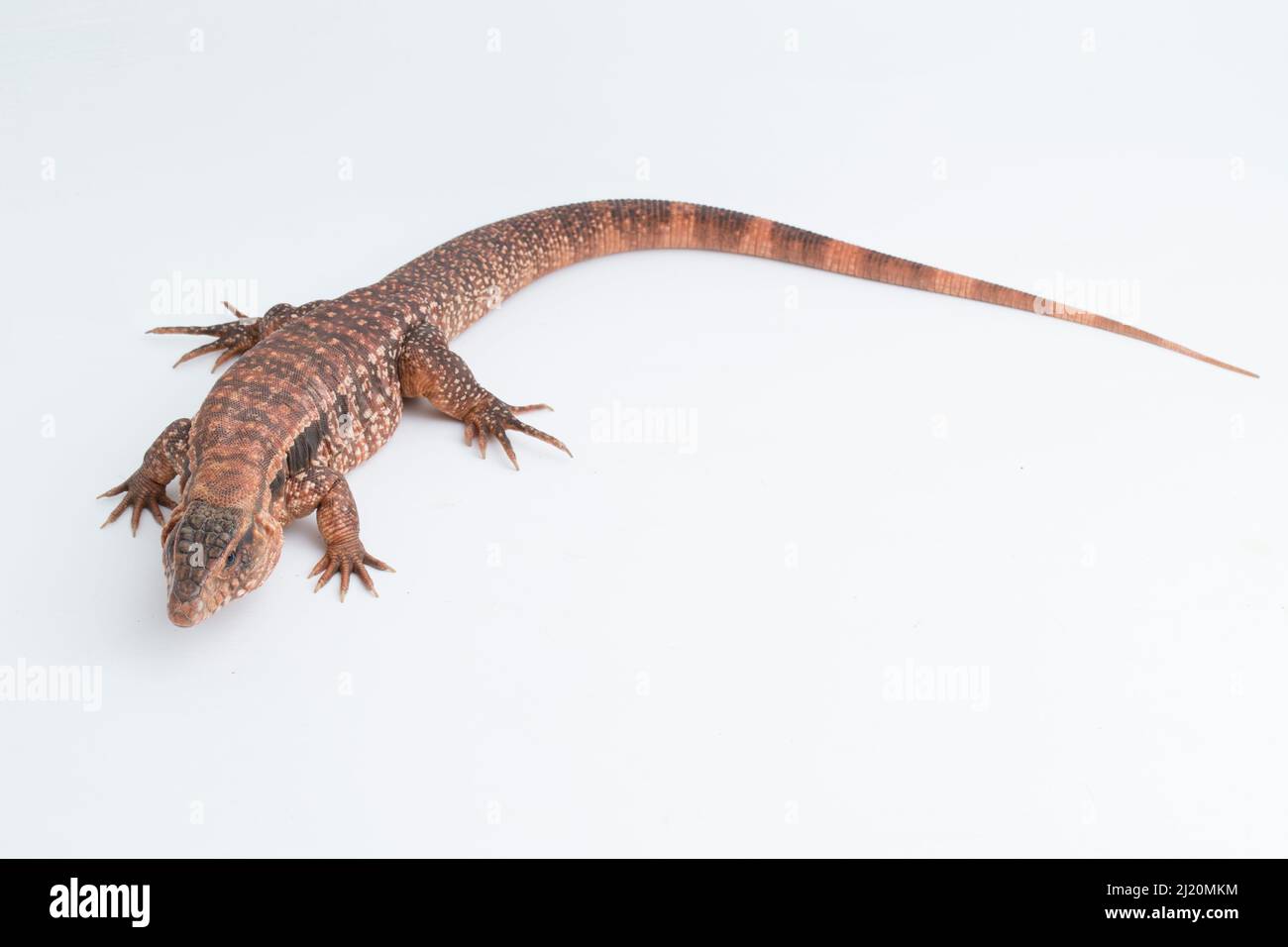 The red tegu lizard Salvator rufescens isolated on white background ...