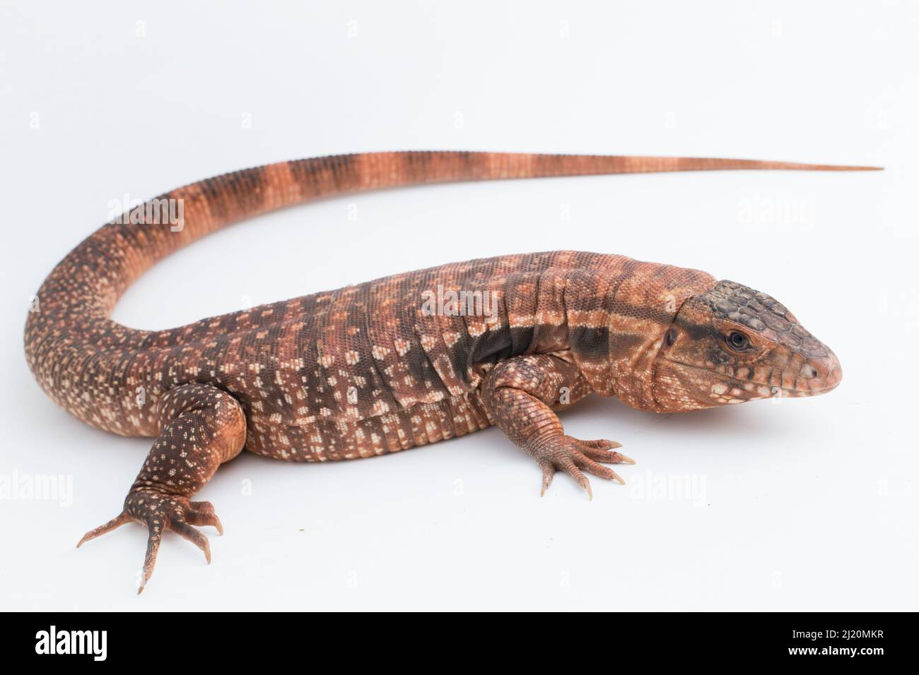 The red tegu lizard Salvator rufescens isolated on white background ...