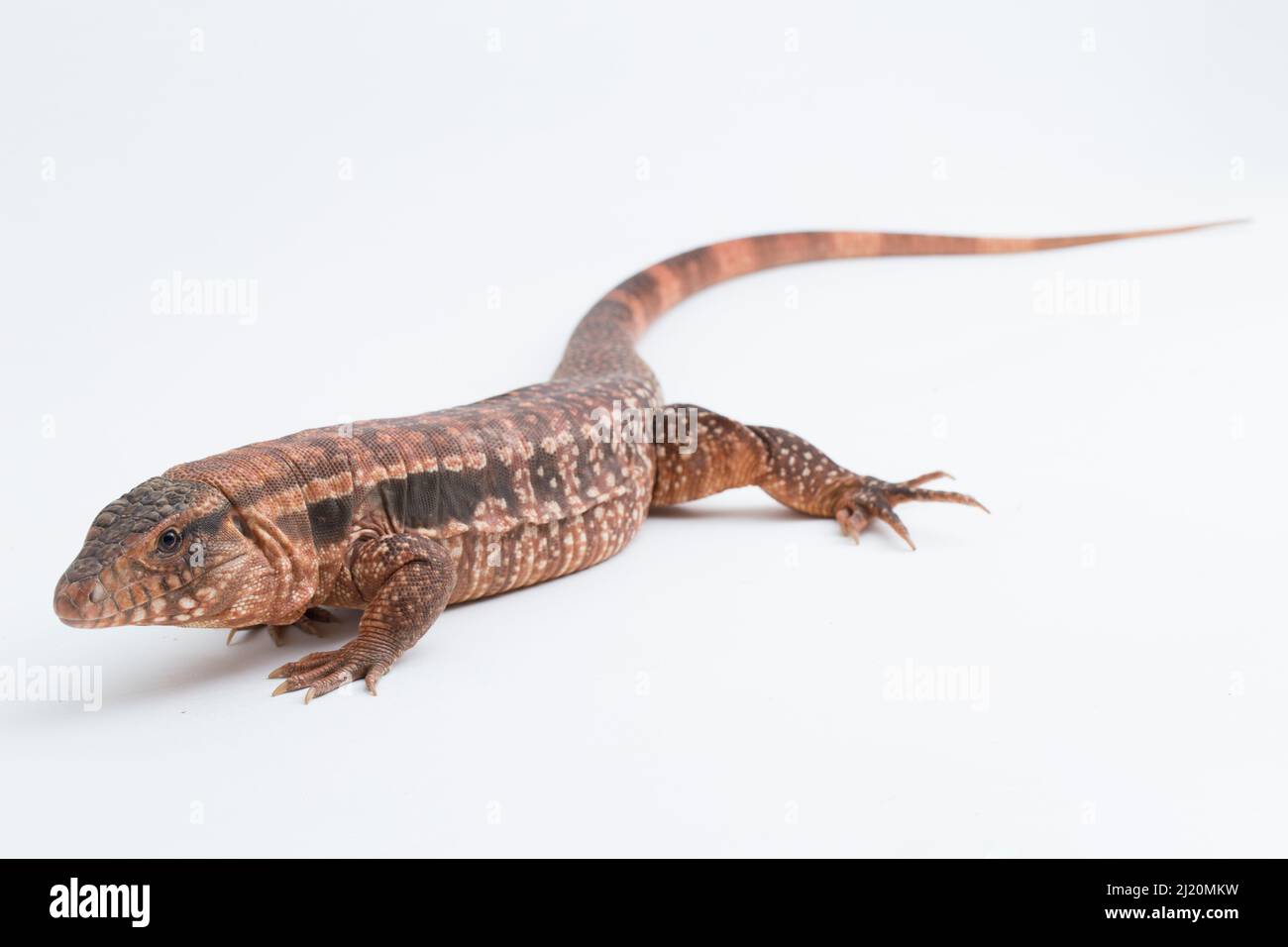The red tegu lizard Salvator rufescens isolated on white background ...