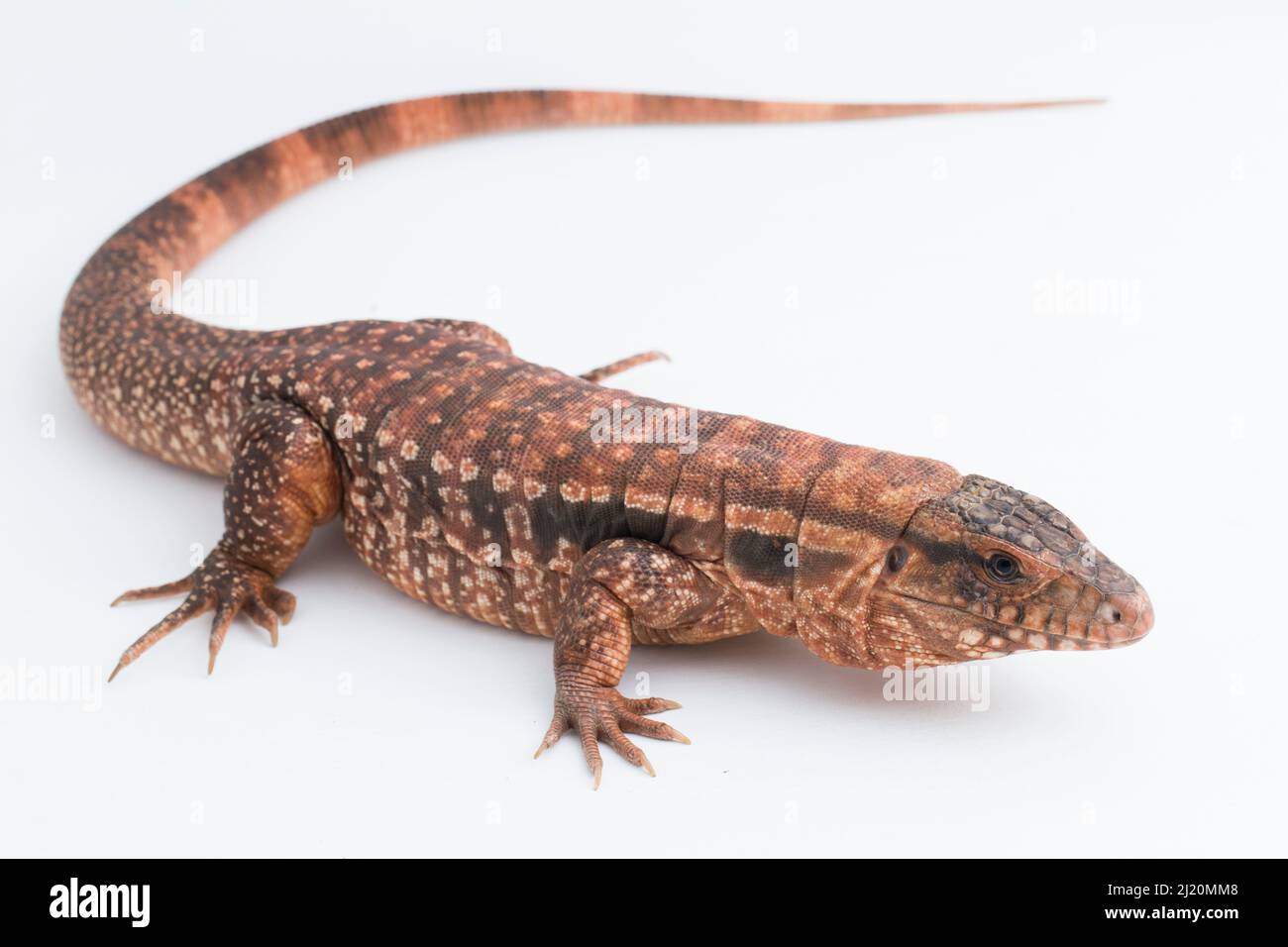 The red tegu lizard Salvator rufescens isolated on white background ...