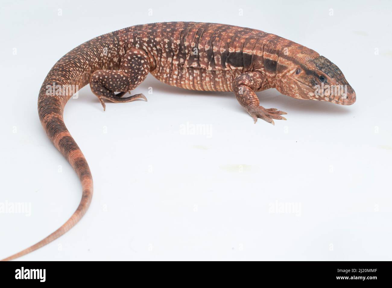 The red tegu lizard Salvator rufescens isolated on white background ...