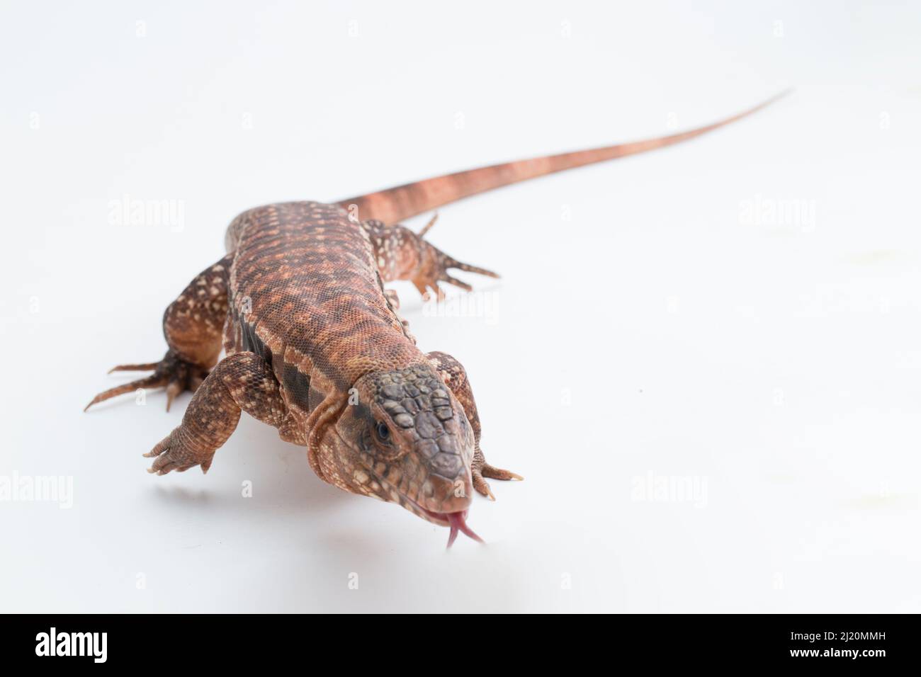 The red tegu lizard Salvator rufescens isolated on white background ...
