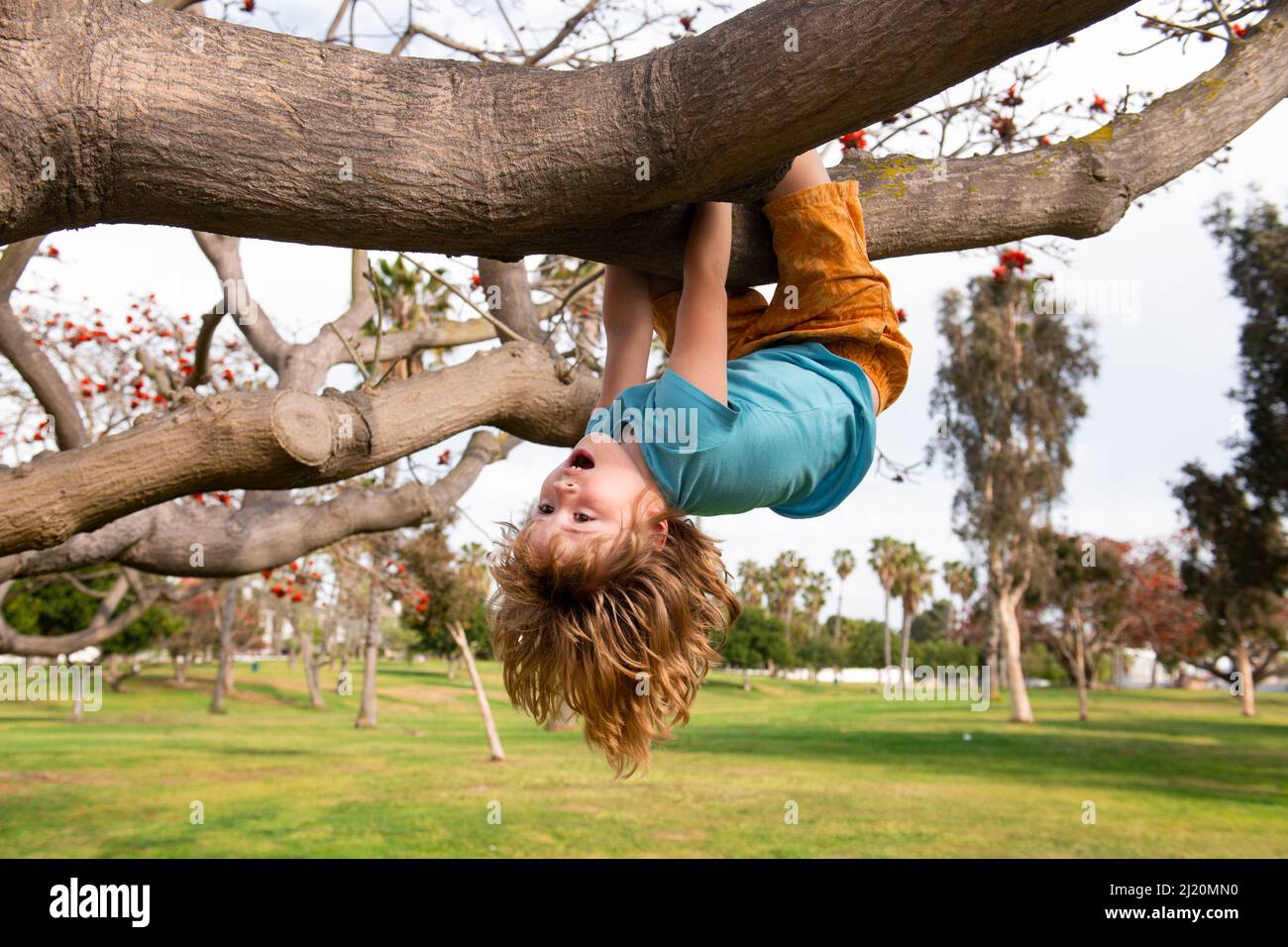 Childhood leisure, happy kids climbing up tree and having fun in summer ...