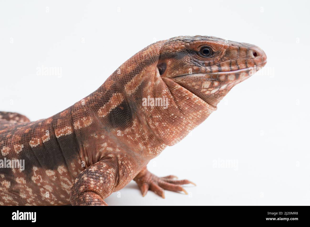 The red tegu lizard Salvator rufescens isolated on white background ...