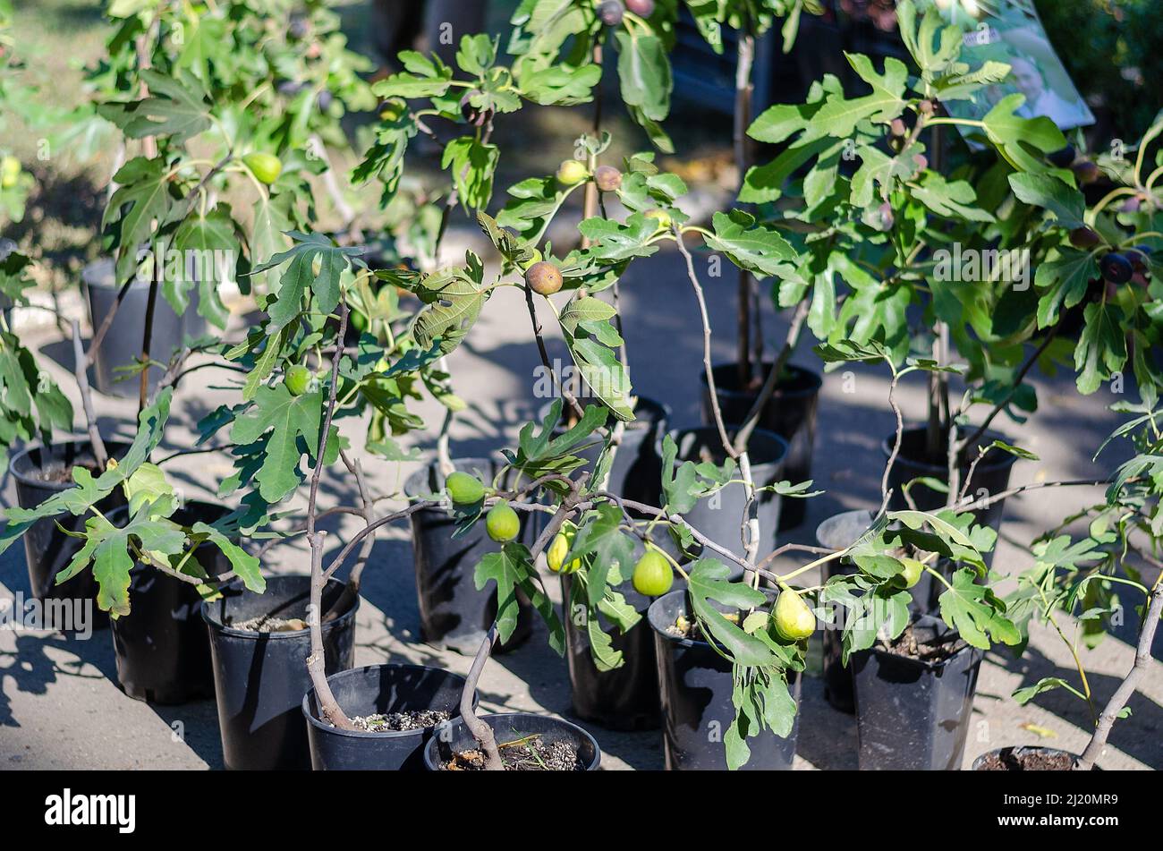 Agricultural industry. Street trade. Traditional fair. Closeup of a fig ...