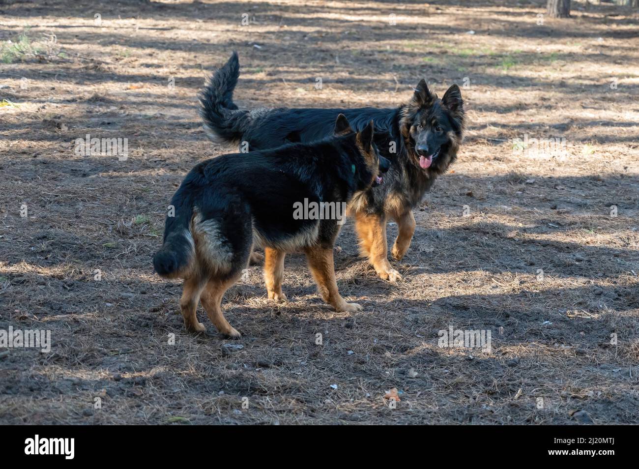 Will Two Female German Shepherds Get Along