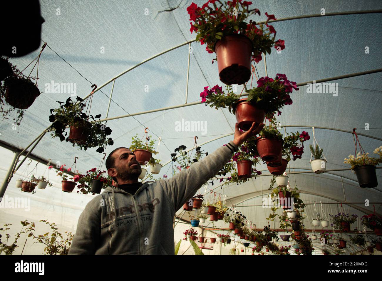 Flowers are seen in Gaza City, coinciding with the beginning of spring ...