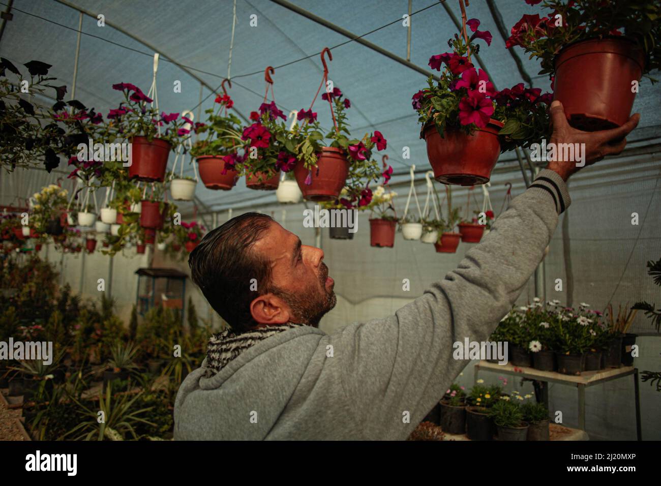 Flowers are seen in Gaza City, coinciding with the beginning of spring ...