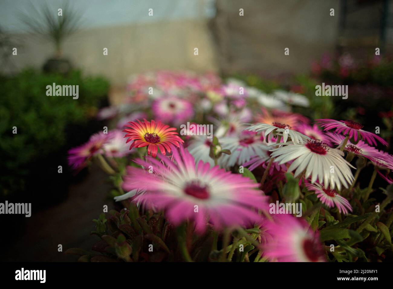 Flowers are seen in Gaza City, coinciding with the beginning of spring ...