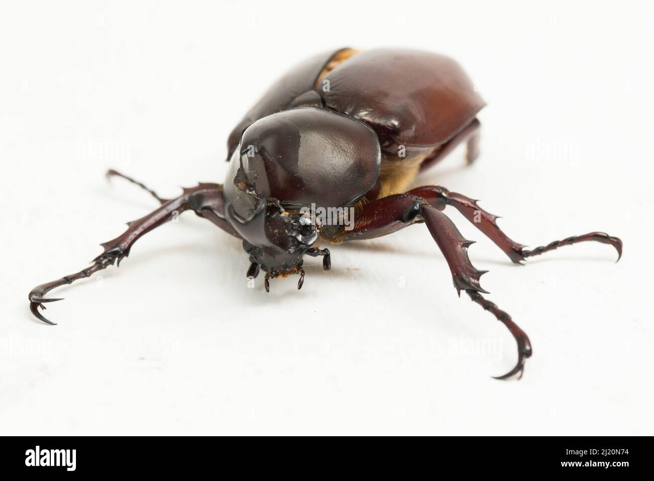 Cleopatra beetle Cut Out Stock Images & Pictures - Alamy