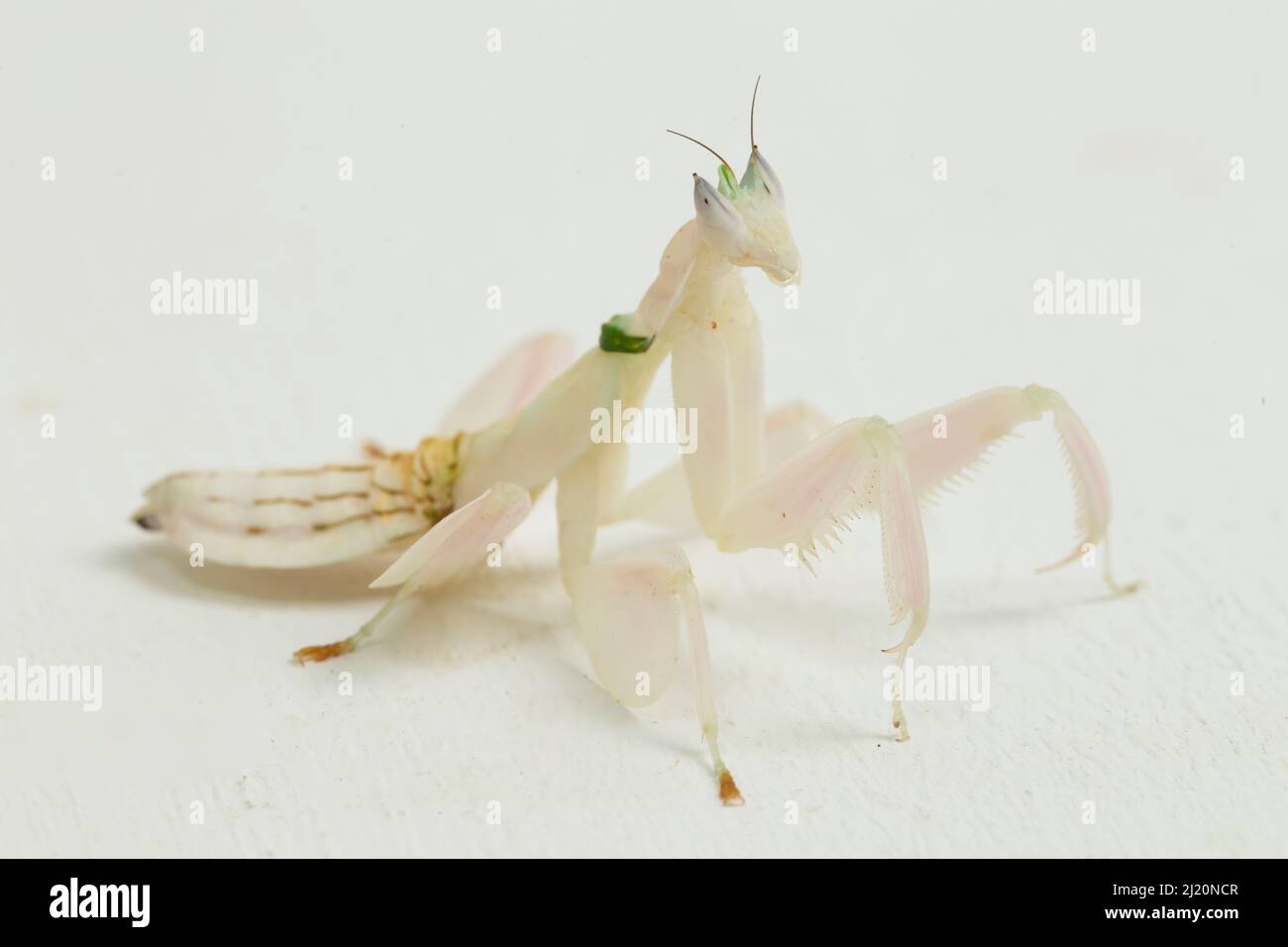 orchid praying mantis hymenopus coronatus isolated on white background ...