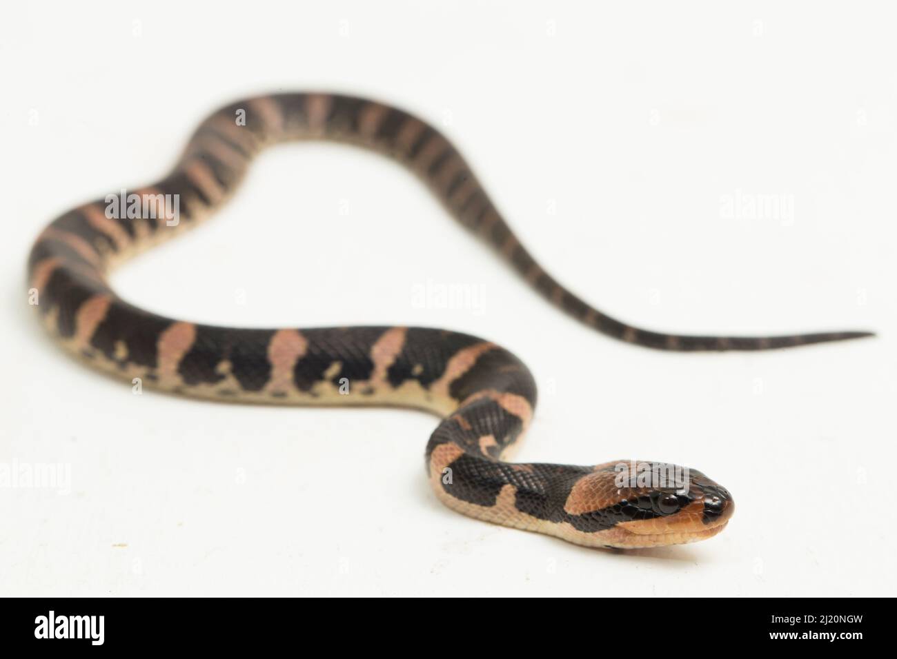 Common puff-faced water snake homalopsis buccata isolated on white ...