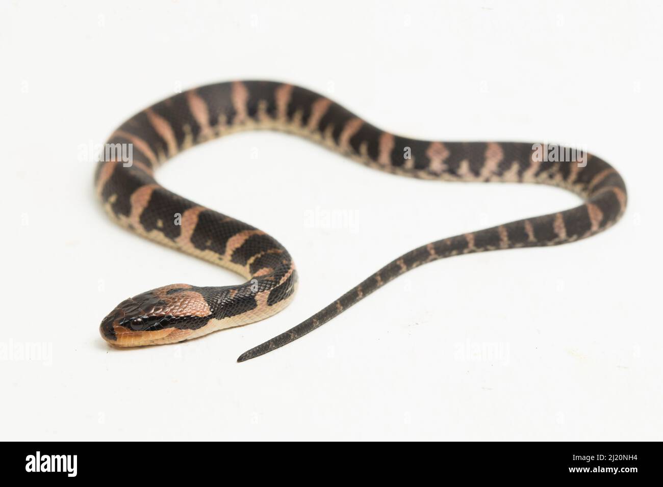 Common puff-faced water snake homalopsis buccata isolated on white ...