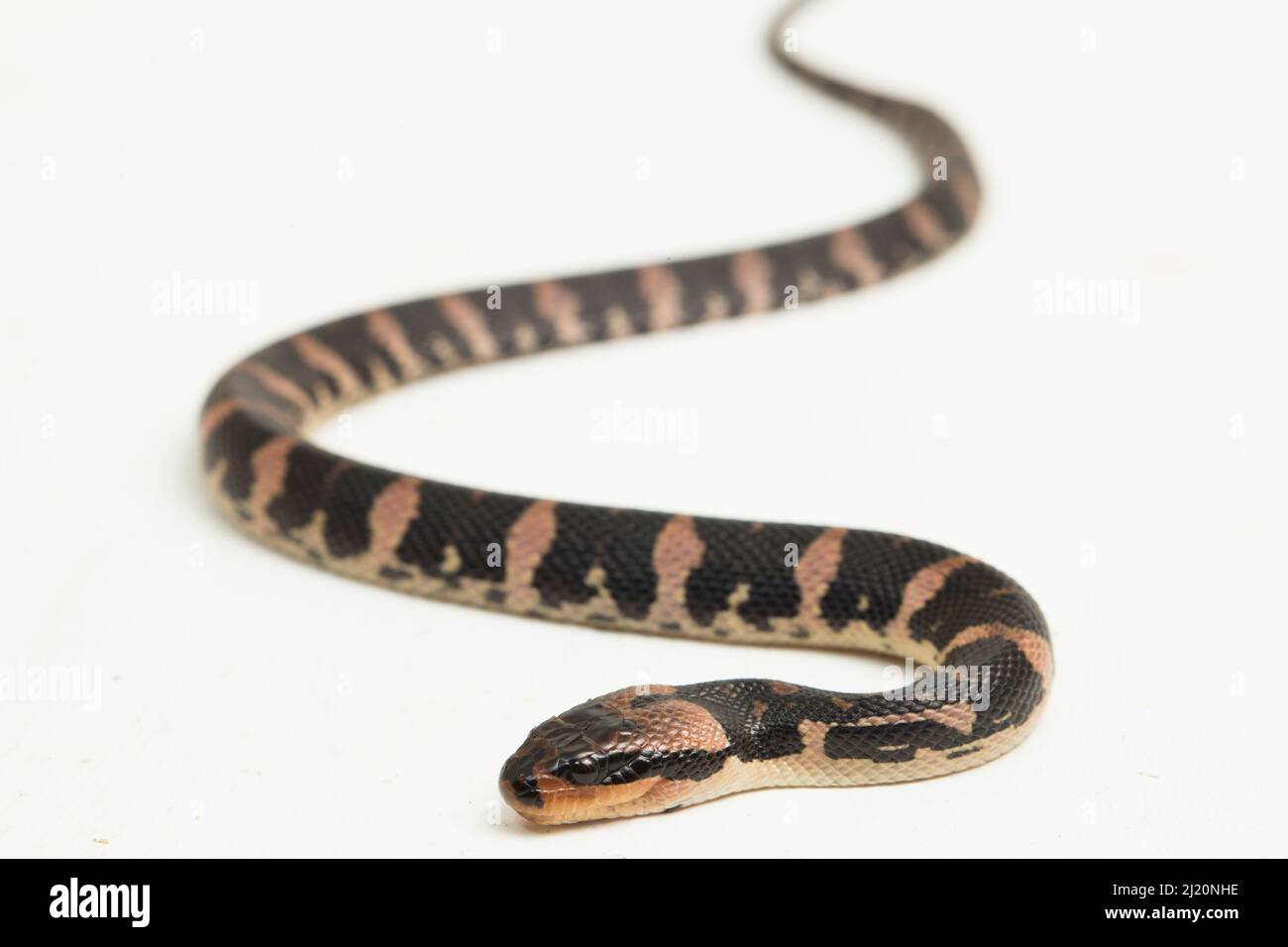 Common puff-faced water snake homalopsis buccata isolated on white ...