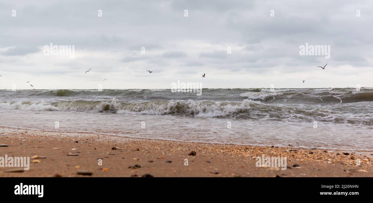 Raging bird hi-res stock photography and images - Alamy