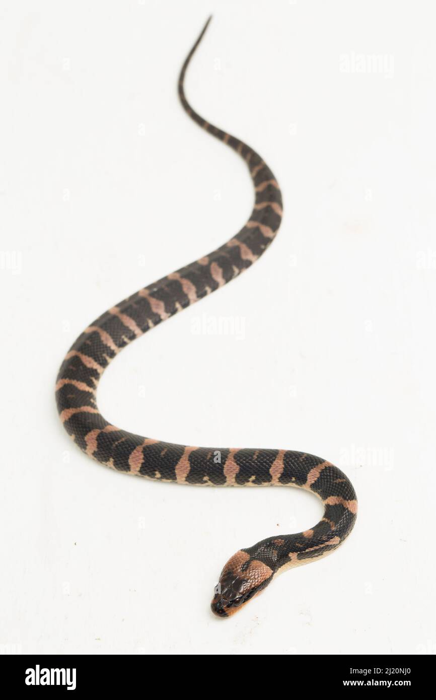 Puff faced water snake hi-res stock photography and images - Alamy