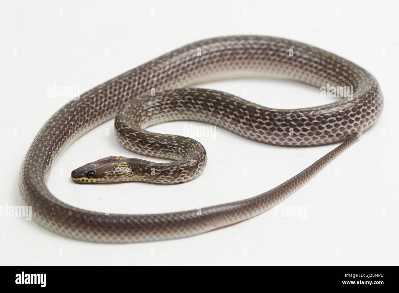Oriental wolf snake Lycodon capucinus isolated on white background ...