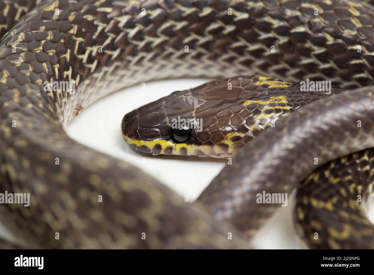 Oriental wolf snake Lycodon capucinus isolated on white background ...