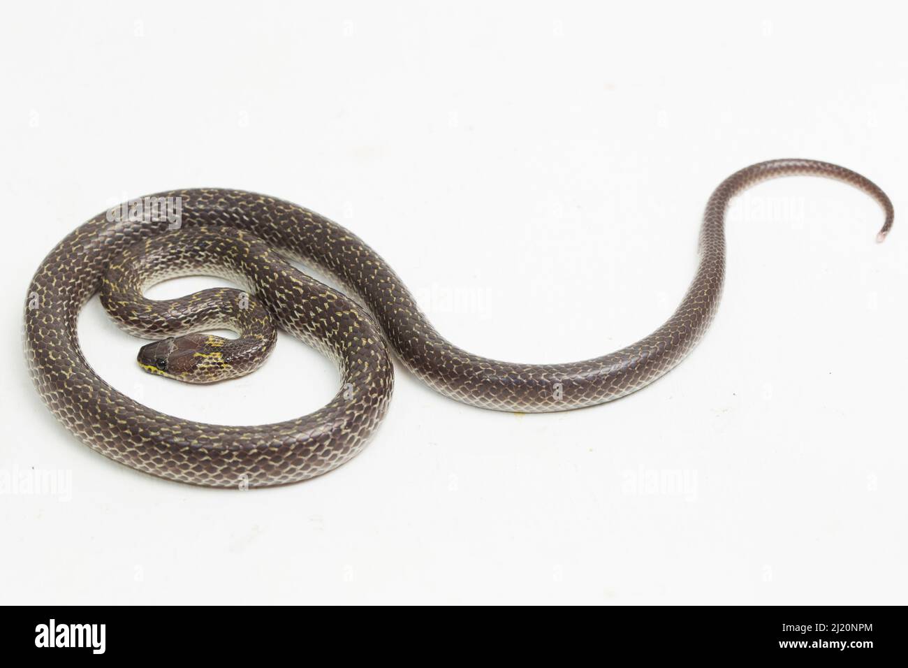 Oriental wolf snake Lycodon capucinus isolated on white background ...
