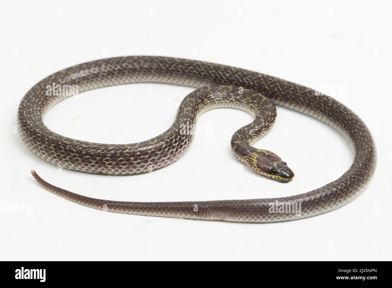 Oriental wolf snake Lycodon capucinus isolated on white background ...