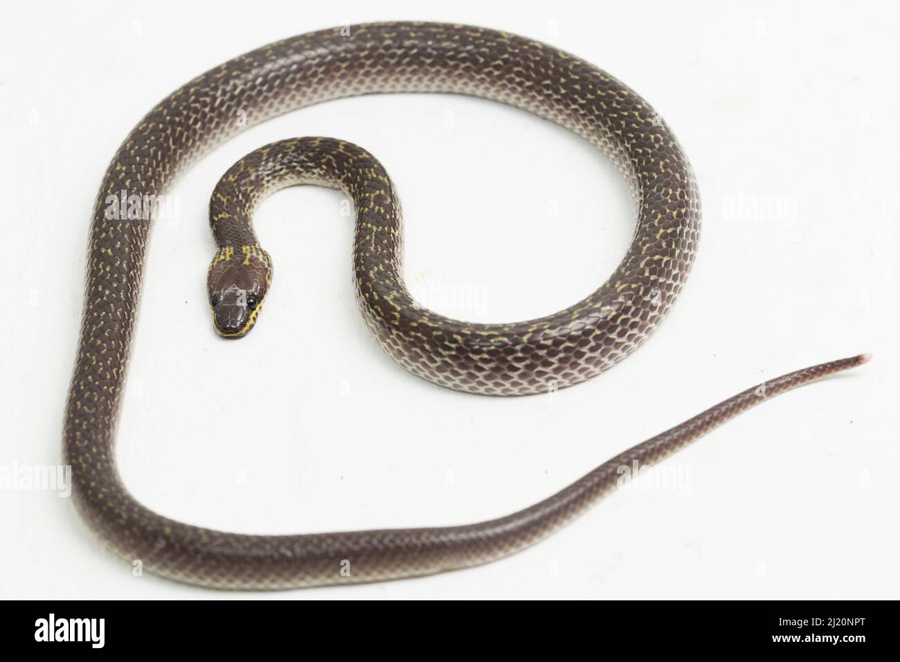 Oriental wolf snake Lycodon capucinus isolated on white background ...