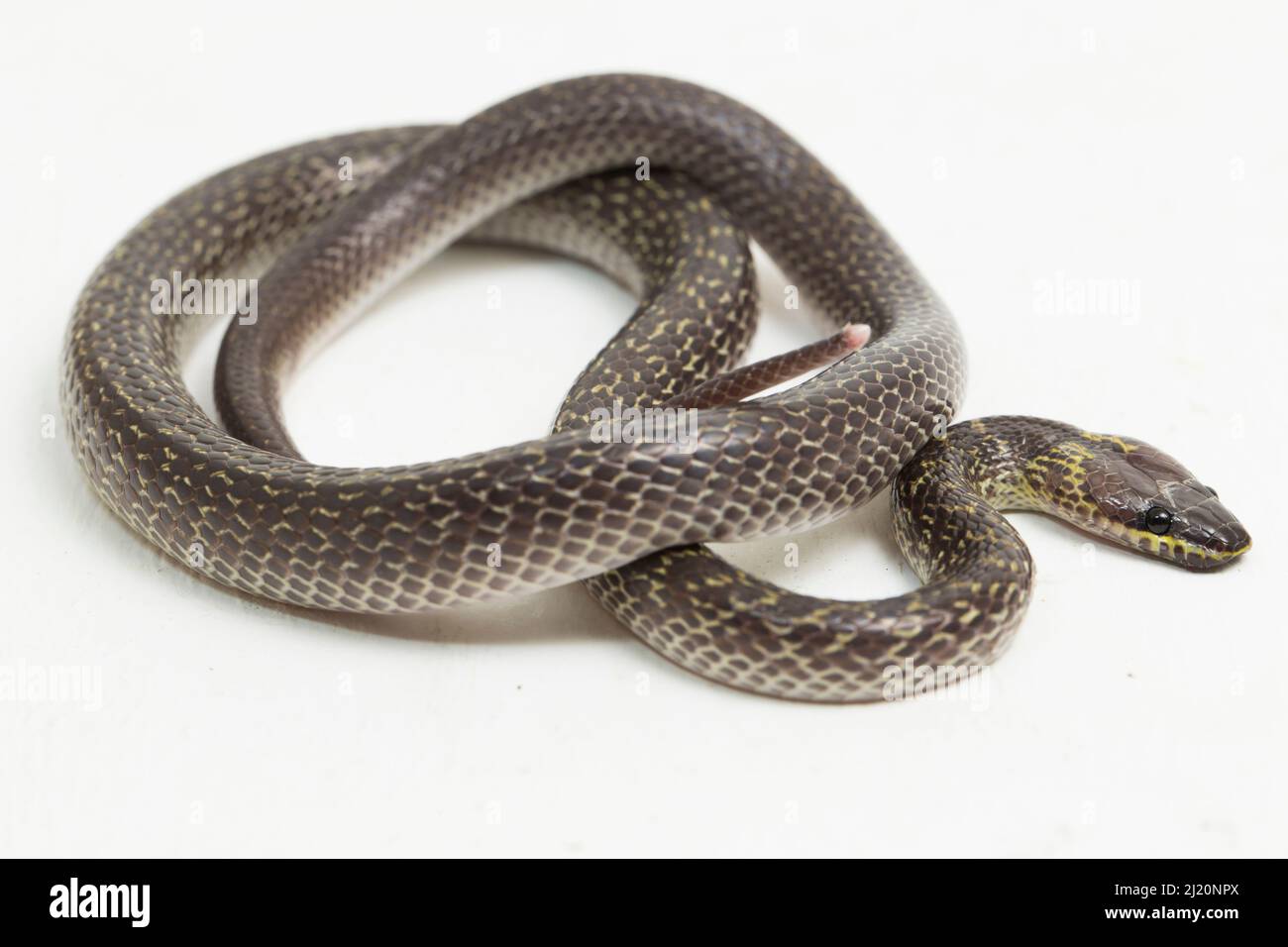 Oriental wolf snake Lycodon capucinus isolated on white background ...
