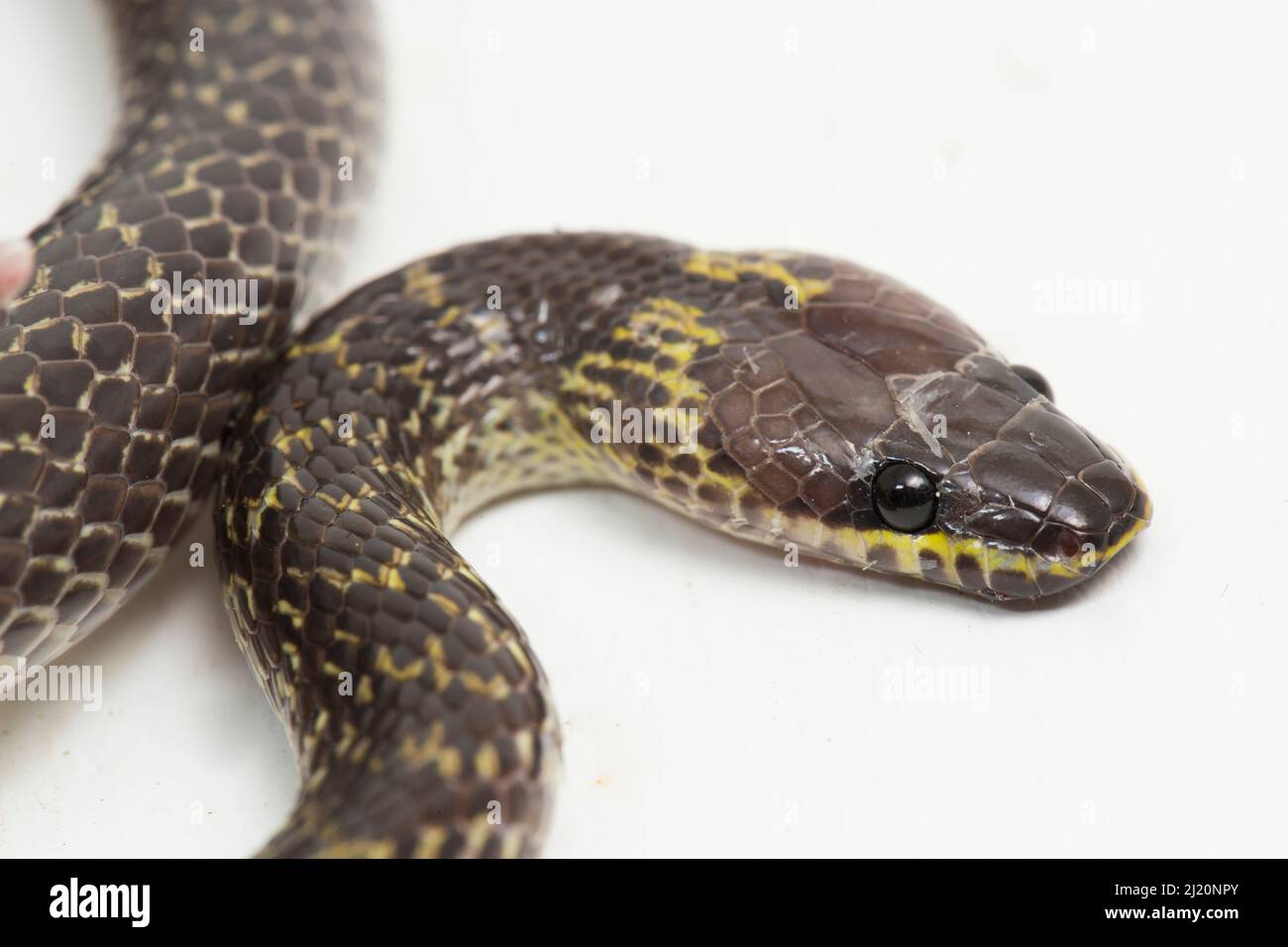 Oriental wolf snake Lycodon capucinus isolated on white background ...