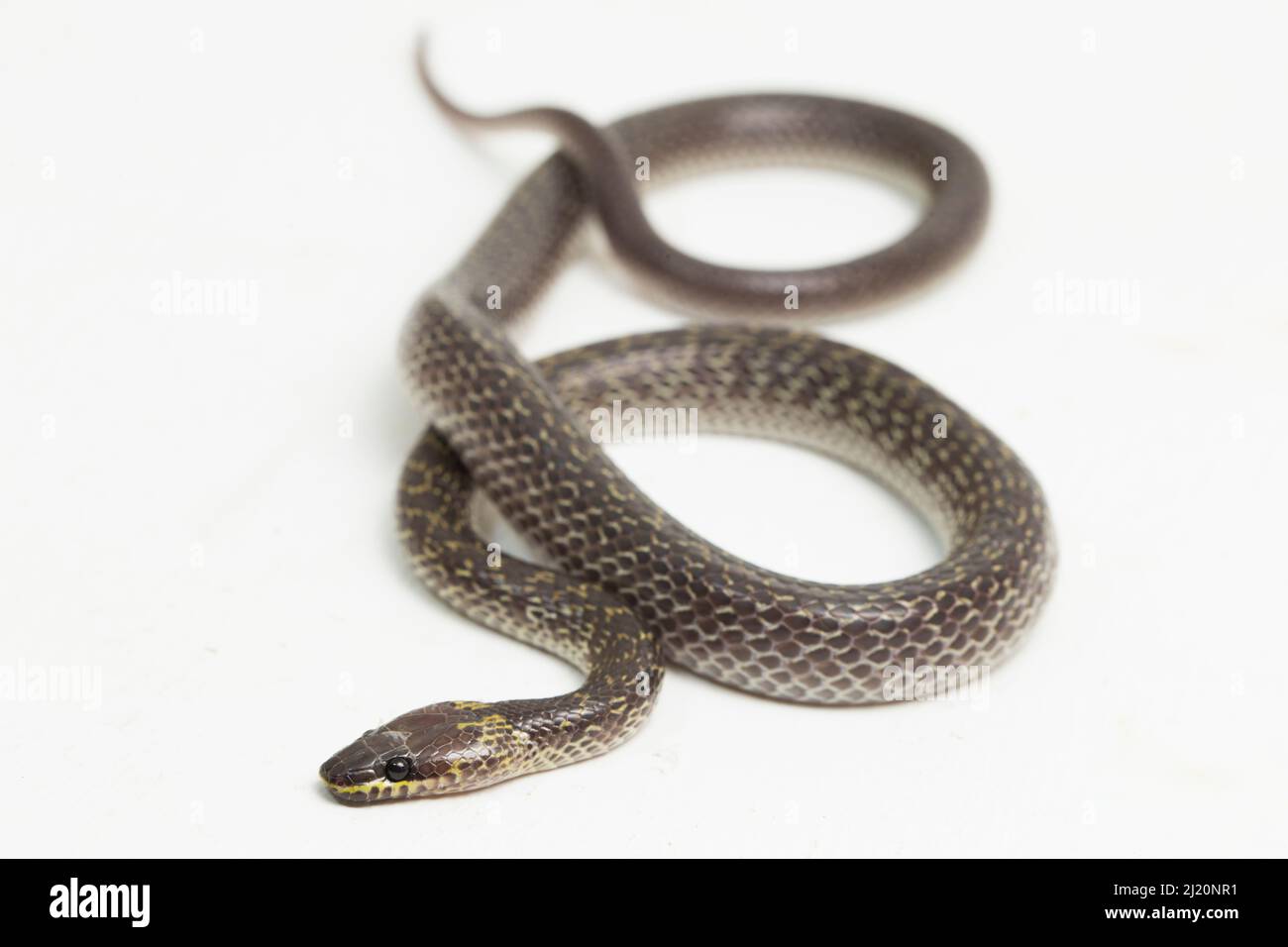 Oriental wolf snake Lycodon capucinus isolated on white background ...