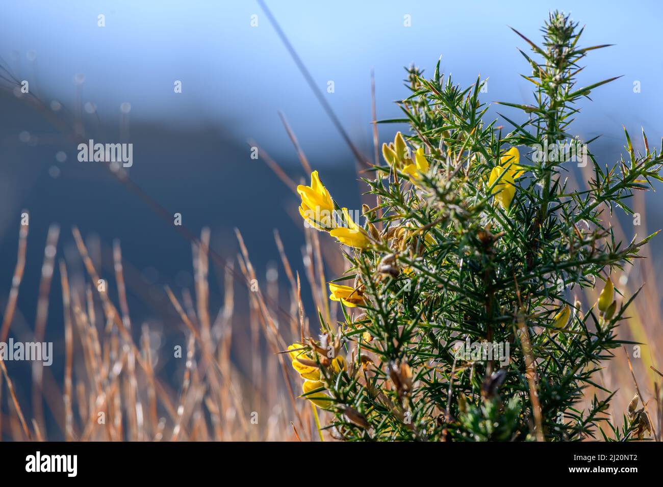 Common gorse (Ulex europaeus) thorny shrub invasive flowering plant in ...