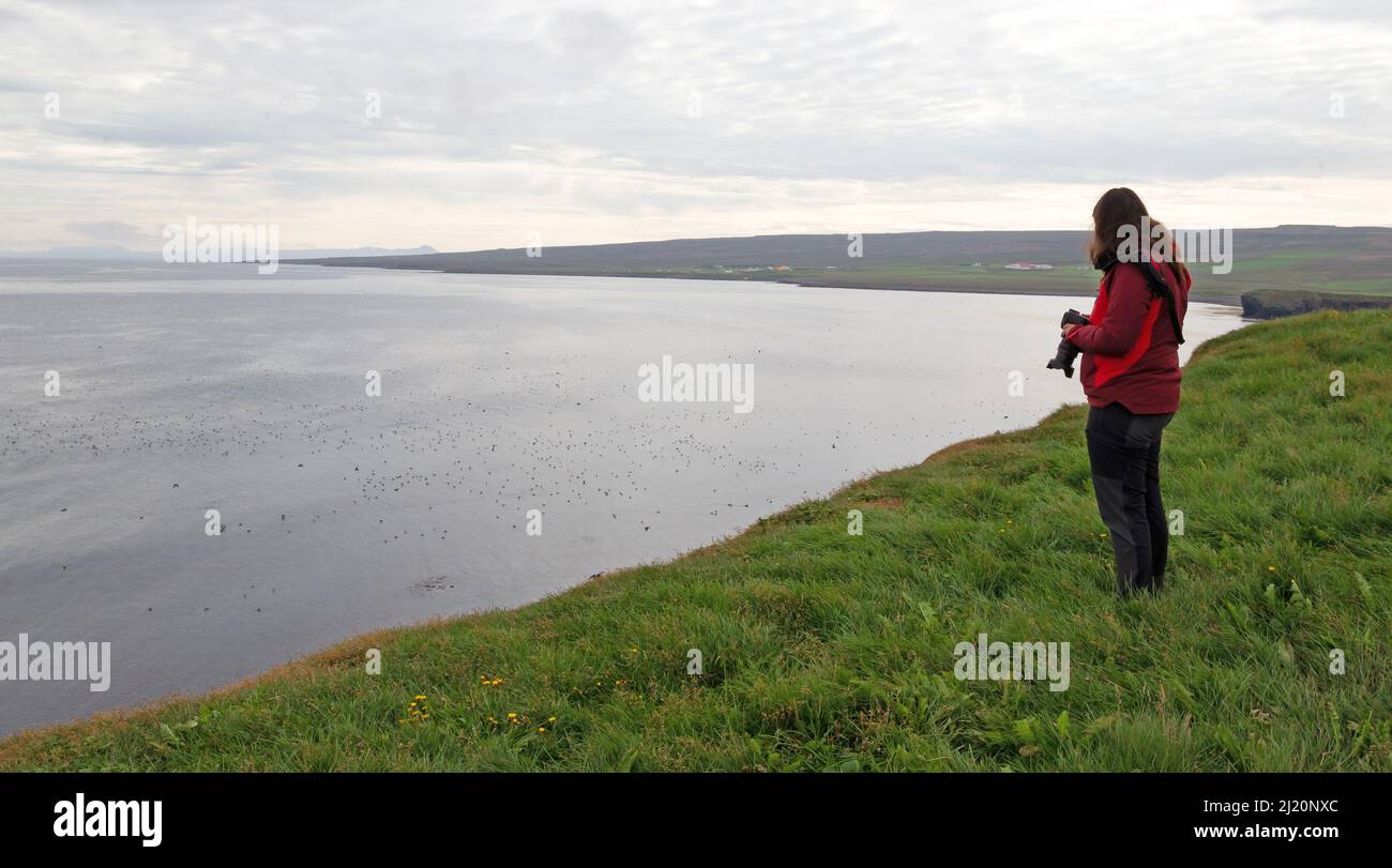 Woman photographing a puffin colony in the north of Iceland Stock Photo ...