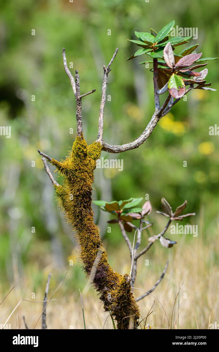 Hortain plains national park hi-res stock photography and images - Alamy