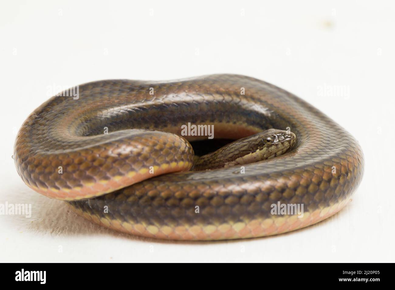 Rainbow water snake Enhydris enhydris isolated on white background ...